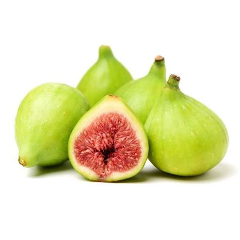 Fig Trees For Sale For Container And In Ground Growing Fig Trees For Sale For Container And In Ground Growing