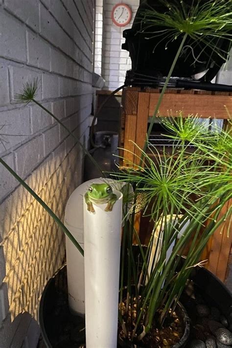 23 Cozy Diy Frog House Ideas That Keep Garden Pests Away