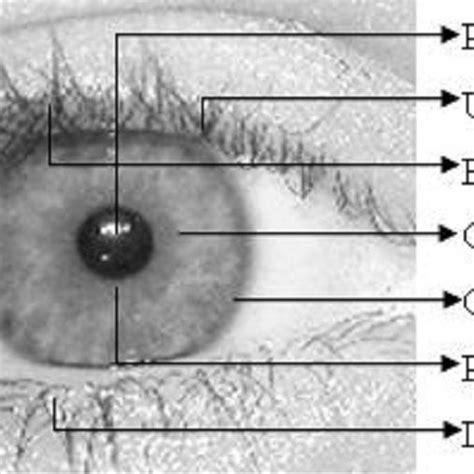 The Image Img 141 1 1 From The Ubiris Database Download Scientific