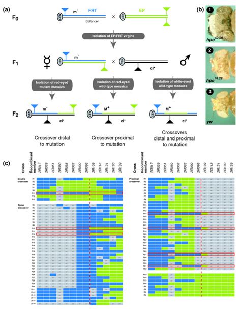 Flp Mapping In Drosophila A Crossing Scheme Used To Map Mutations
