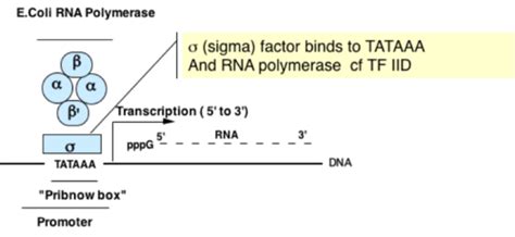 Nage 4 Gene Organisation And Transcription Part 2 Mrna Processing
