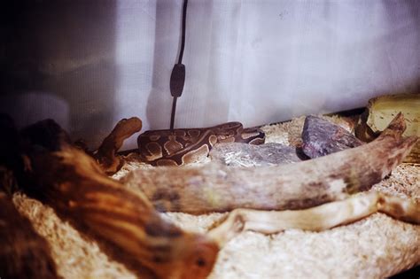 My Ball Python Just Shed Compare ~ Master Store Shed