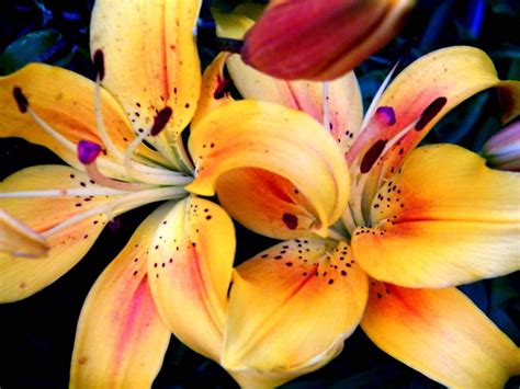 Горшечные лилии как рассаживать лилии сколько и когда цветут когда делить