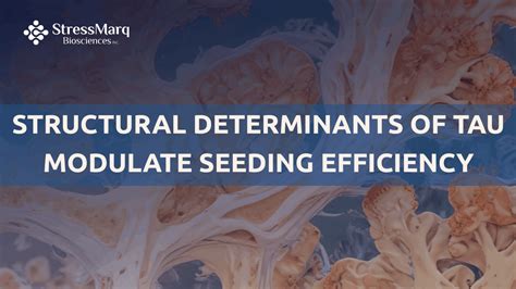 Structural Determinants Of Tau Modulate Seeding Efficiency