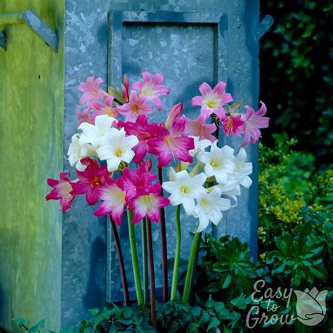 Belladonna Lily Naked Lady Collection Clearance Gardening Supplies