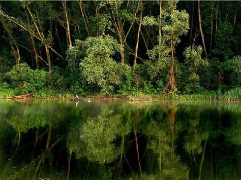 Movare Openito Plitke Vode Stajaice Tlo Natopljeno Najee