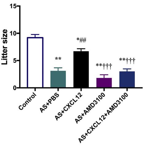 Cxcl12 Restores Uterine Function Pregnancy Outcomes Among Control And Download Scientific