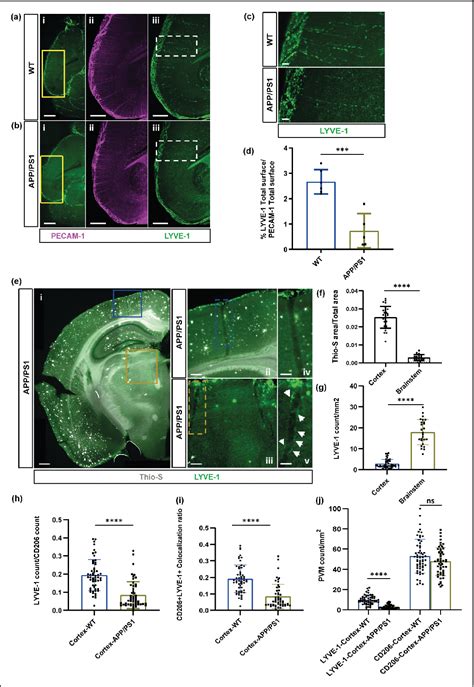 Figure From Heterogeneity And Developmental Dynamics Of LYVE Perivascular Macrophages