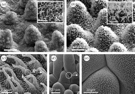 Sem Micrographs Of Two Kinds Of Hierarchical Structures In Plants A The Lotus And B