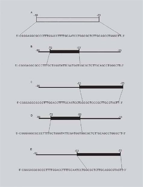 schematic representation of the oligonucleotide sequence of the