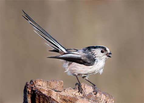 Long Tailed Tit — Trevor Hunter Photography