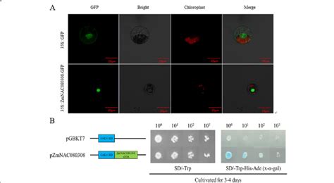 Subcellular Localization A And Transactivation Assay B Of