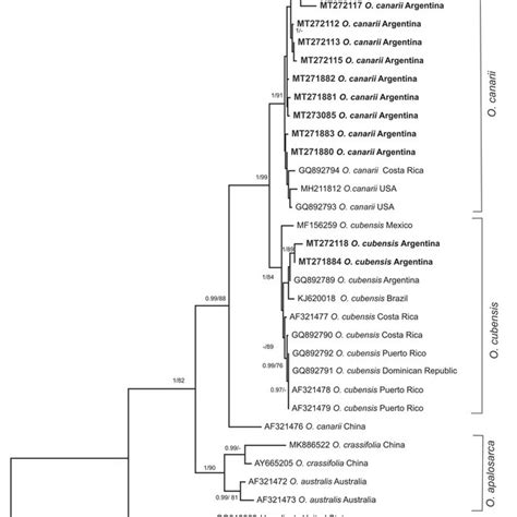Molecular Phylogeny Inferred By Bayesian Inference Based On Dataset Of Download Scientific