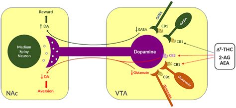 A schematic diagram showing the neural mechanisms underlying cannabis... | Download Scientific ...