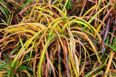Codiaeum Variegatum Interruptum Mr Farmer