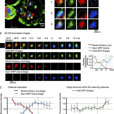Cargo Moves From Cis To Trans Golgi Zones Within A Cisterna During Download Scientific Diagram