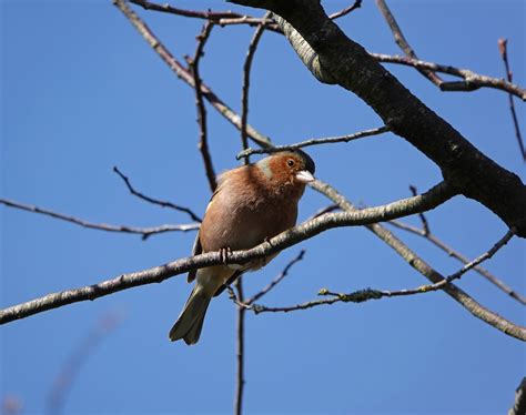 Vink Natuurgebieden In Beeld
