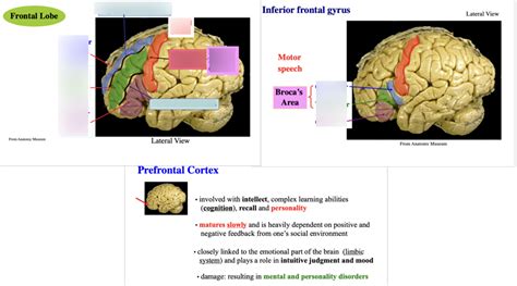 Diagram Of 15 Frontal Lobeprefrontal Cortex Quizlet