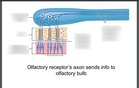 Olfactory Bulb Diagram Quizlet