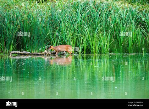 Female Muntjac Barking Deer Tip Toeing Along The Water Front Stock