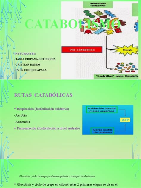 Catabolismo Pdf