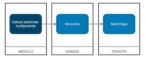 Macrofago Fisiologia