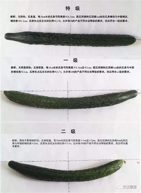 黄瓜自慰 图库 五毛网
