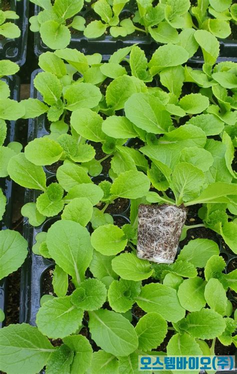 세계 최상급의 Ak 상토 최고의 뿌리 활착 짱짱한 모종 오스템바이오