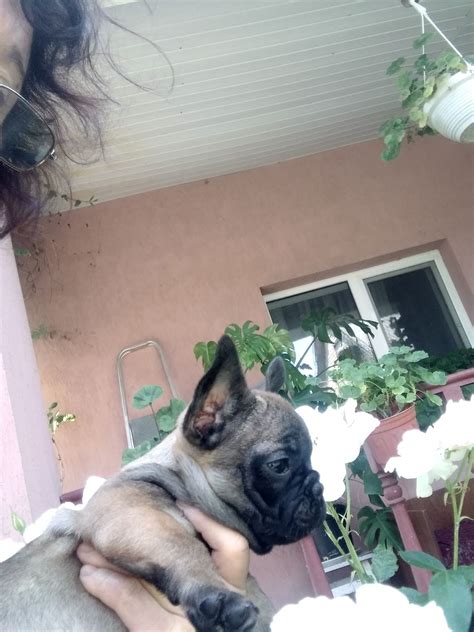 Французський бульдог купити цуценя є Пет