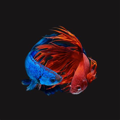 Luck And Fortune From Premium Thailand Betta Fish