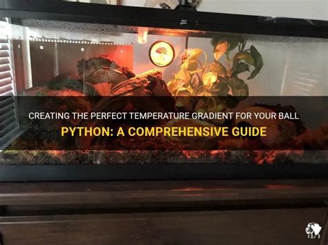 creating the perfect temperature gradient for your ball python a
