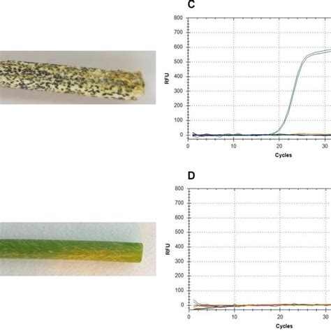 Validation Of The Quadruplex Real Time Pcr Assay A Soybean Stem Download Scientific Diagram