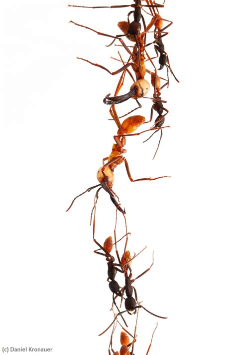 The Rockefeller University Our Ants