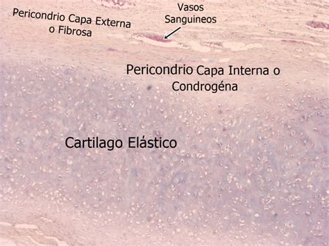 Cartilago Elastico 2 5x 5x 10x 20x 20x 1 20x 2 40x 40x 1 40x 2 40x 3 40x 4