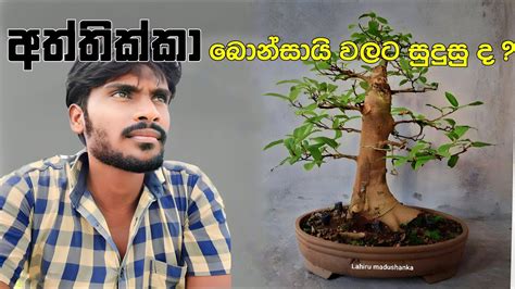 අත්තික්කා බොන්සායි සදහා සුදුසුද Are Figs Suitable For Bonsai Bonsai Inventor Youtube