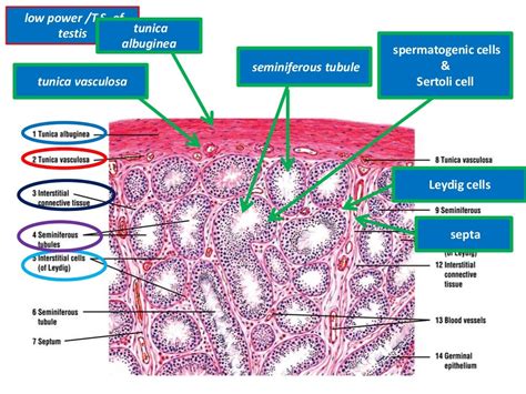 Histology Of Testes And Epididymis