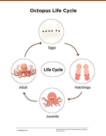 Life Cycle Of An Octopus Octopus Life Cycle Wheel Octopus Life Cycle
