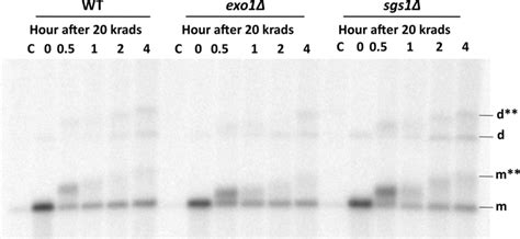 Processive Resection Is Slower In The Absence Of Either Exo1 Or Sgs1