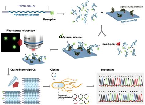 Fam Labeled Oligonucleotide Library Containing A 40 Nt Random Region Download Scientific