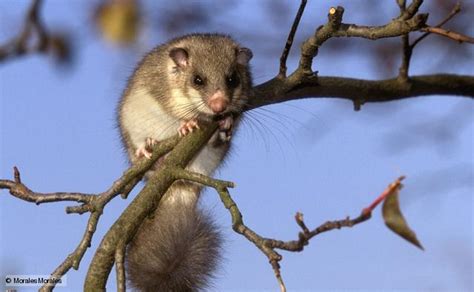 Portal Sivi Veliki Puh Glis Glis L Myoxus Glis
