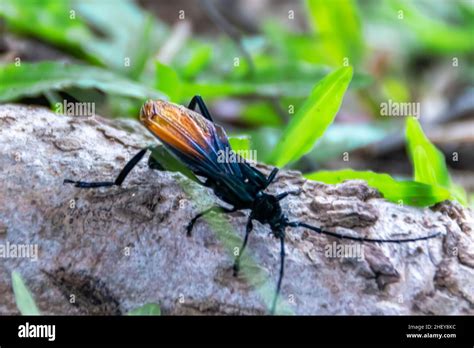 Close Up Of Black Bug With Red Wings Sit On The Root Wood Of The Tree With Green Grass