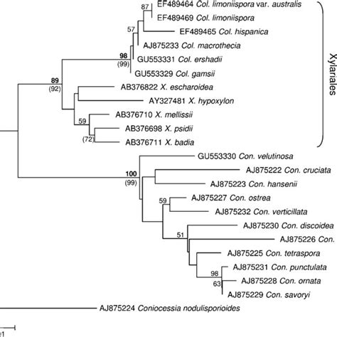 Nj Tree Based On Partial Lsu Rdna D1d2 Sequences Bootstrap Values