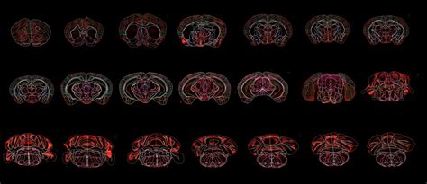 Brain Wide Neuron Quantification Toolkit Reveals Strong Sexual