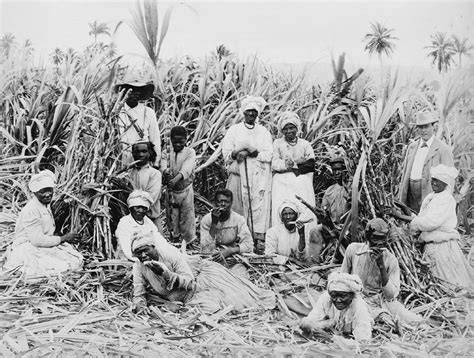 Sugar Plantations Samepassage