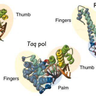 A A Coherent Feedforward Loop Motif B A Double Negative Feedback Download Scientific Diagram