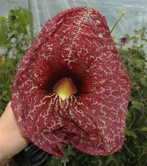 Grassy Knoll Exotic Plants Grassy Knoll Exotic Plants