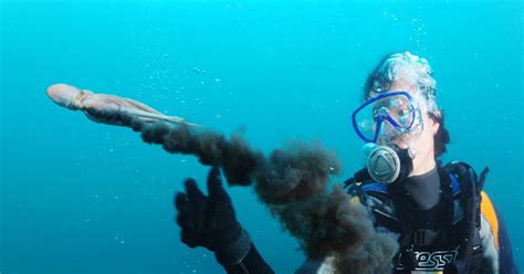 깜짝 놀랐지[박수현의 바닷속 풍경] 15