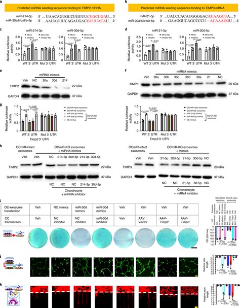 Oc Derived Exosomal Mirnas Inhibit Timp 2 And Timp 3 To Reduce The Download Scientific Diagram