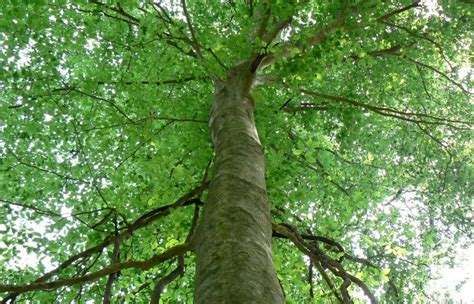 Join The Geauga Park District For A Presentation On Beech Leaf Disease