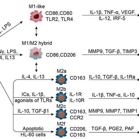Schematic Illustration Of The Spectra Of Macrophage Phenotypes Download Scientific Diagram